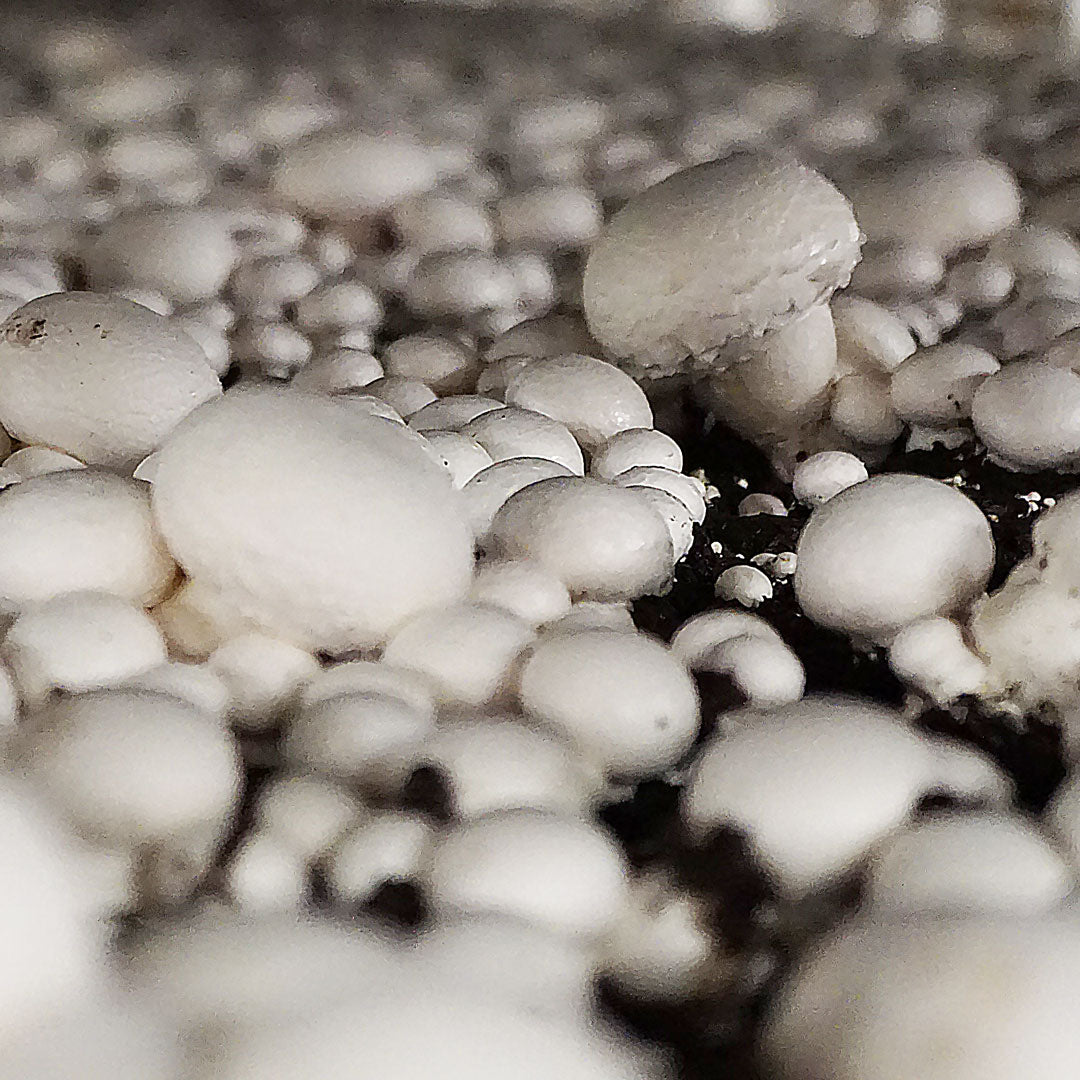 Cellular Extract – Page 3 – NATIVE EXTRACTS