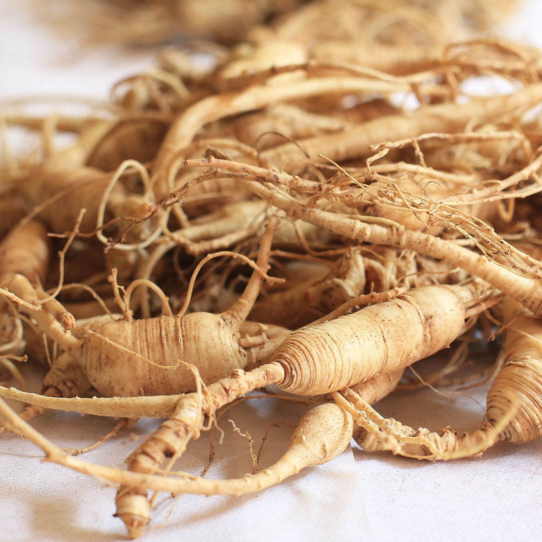 Panax Ginseng Cellular Extract – NATIVE EXTRACTS
