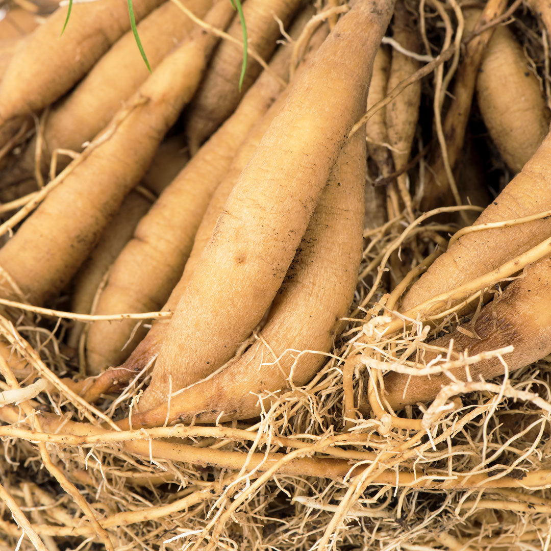 Asparagus (Shativari) Root Cellular Extract – NATIVE EXTRACTS