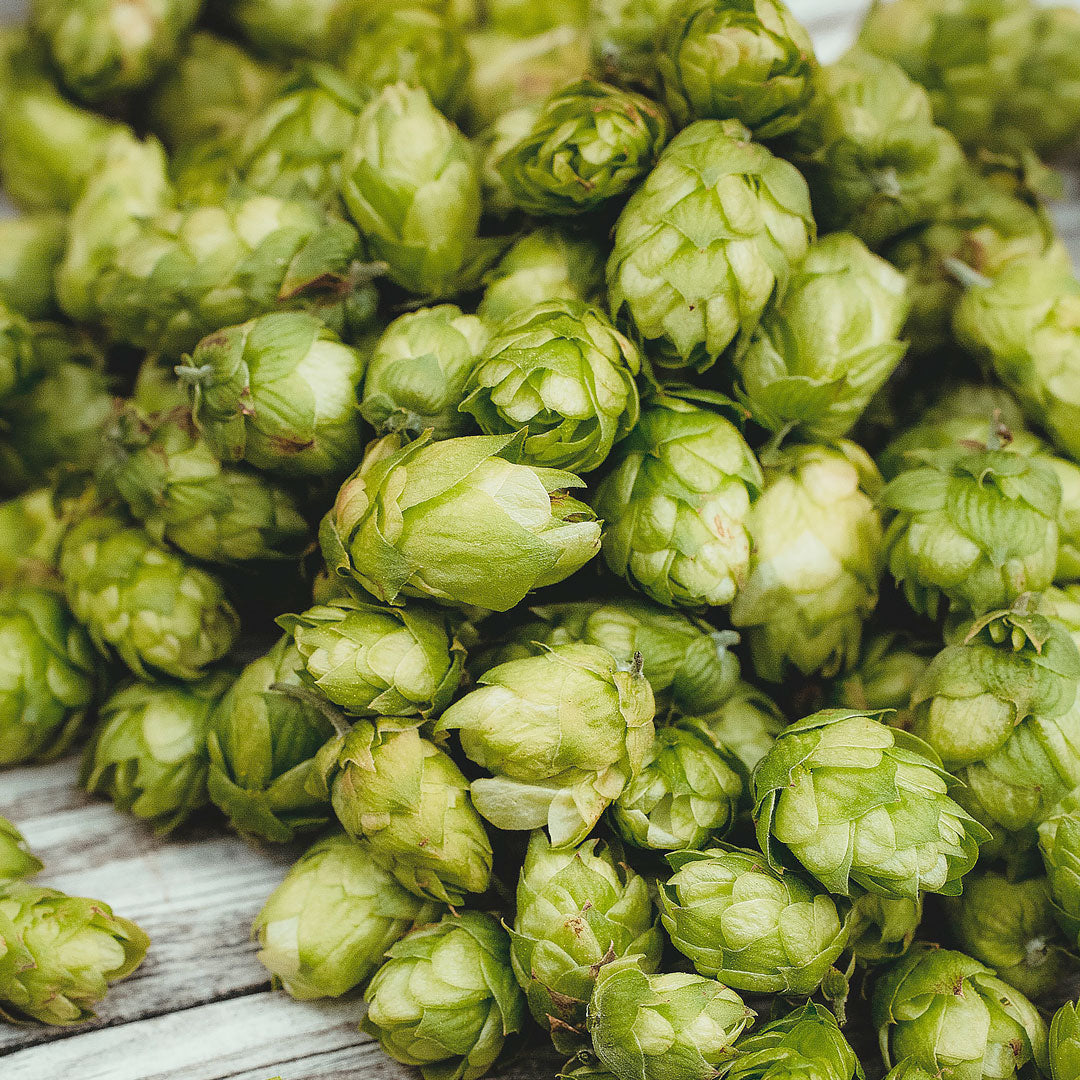 Hops Cellular Extract – NATIVE EXTRACTS