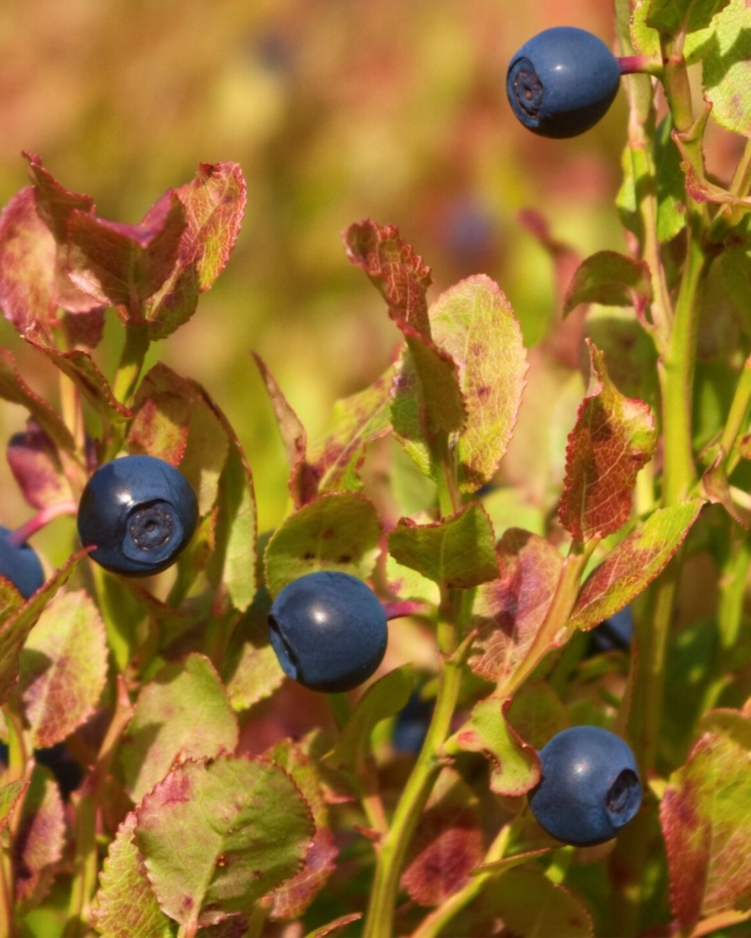 Bilberry Cellular Extract – NATIVE EXTRACTS