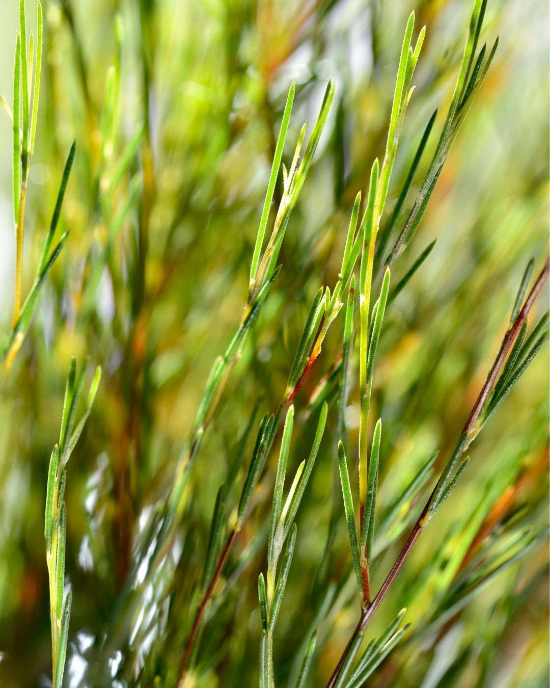 Rooibos Cellular Extract – NATIVE EXTRACTS