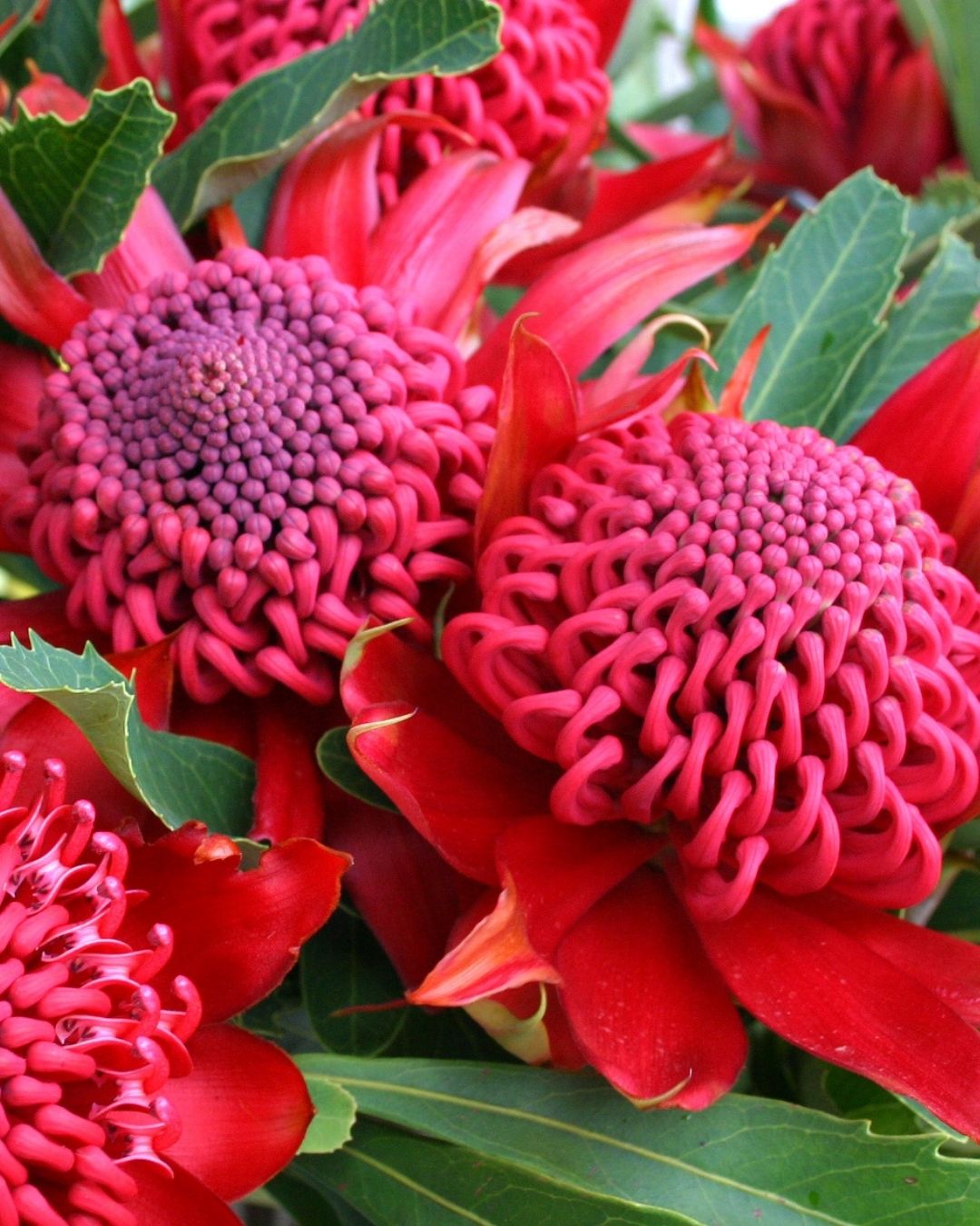 Waratah Cellular Extract – NATIVE EXTRACTS