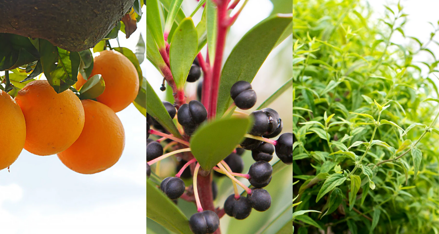 Synergistic Effects of Native Australian Plant Extracts For Skin Infla ...