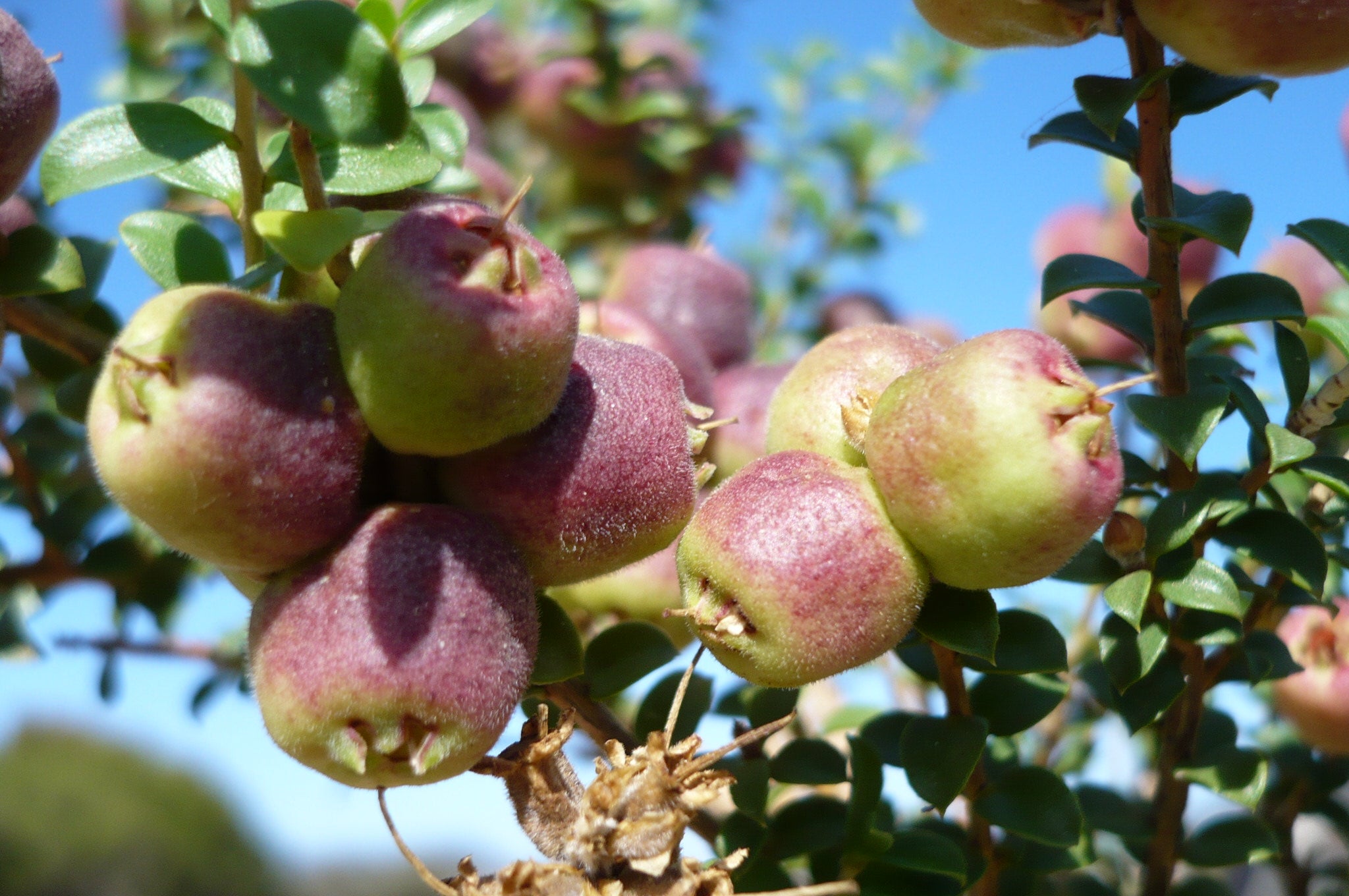 From the Australian Pharmacopoeia | Emu Apple – NATIVE EXTRACTS