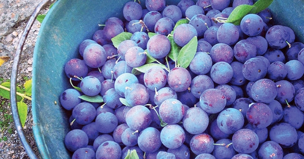 Davidson Plum - the next new native superstar – NATIVE EXTRACTS