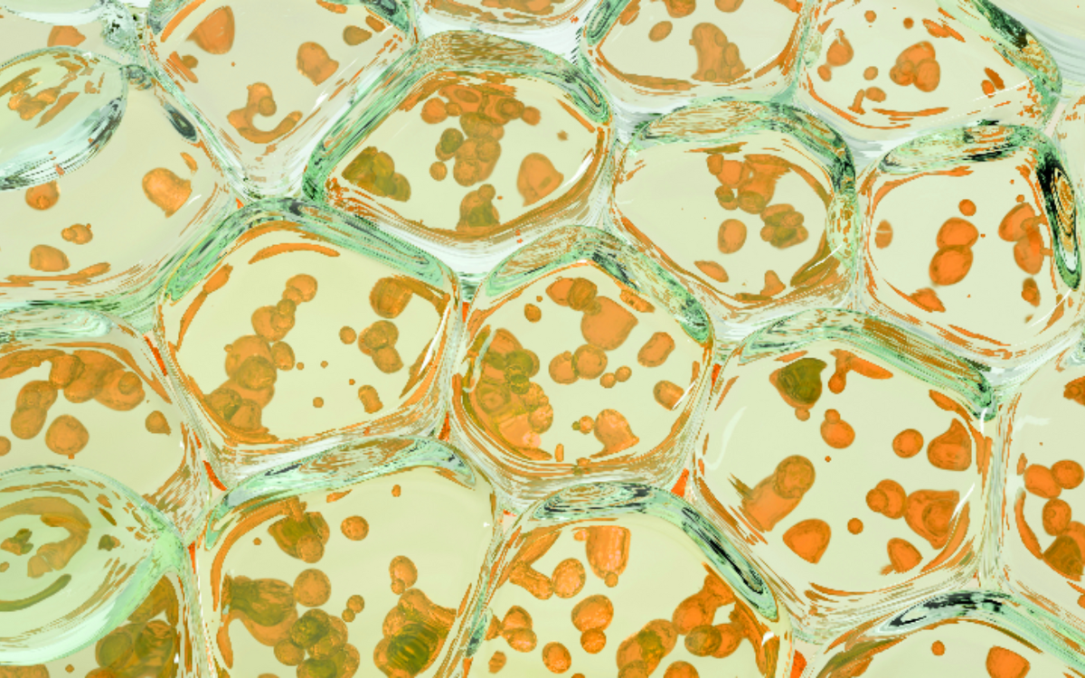 THE POWER OF PLANTS | How plants translate to human health – NATIVE ...