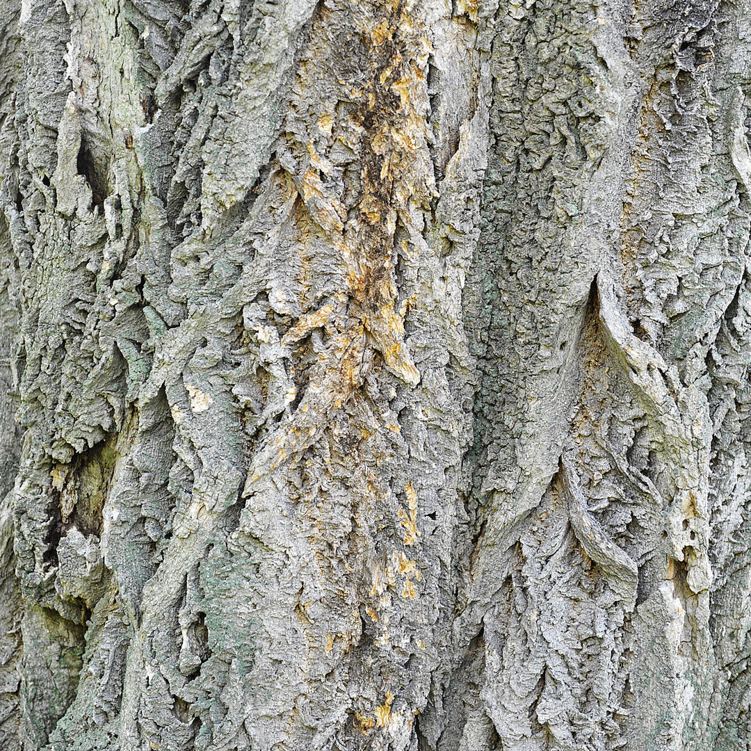 Amur Bark Cellular Extract – NATIVE EXTRACTS