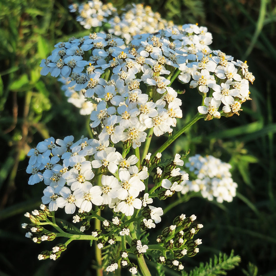 Yarrow Cellular Extract – NATIVE EXTRACTS