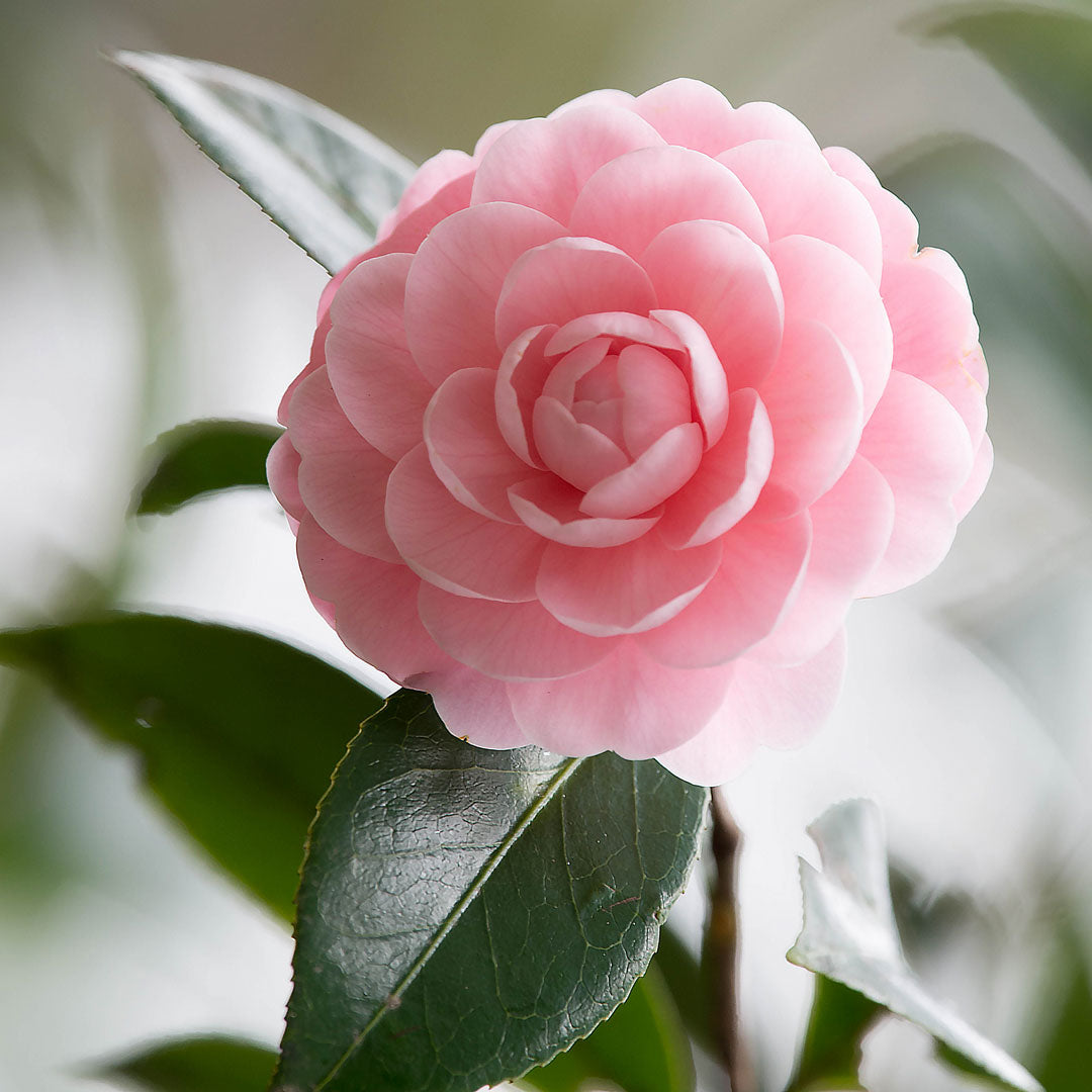 Camellia Flower Cellular Extract – NATIVE EXTRACTS
