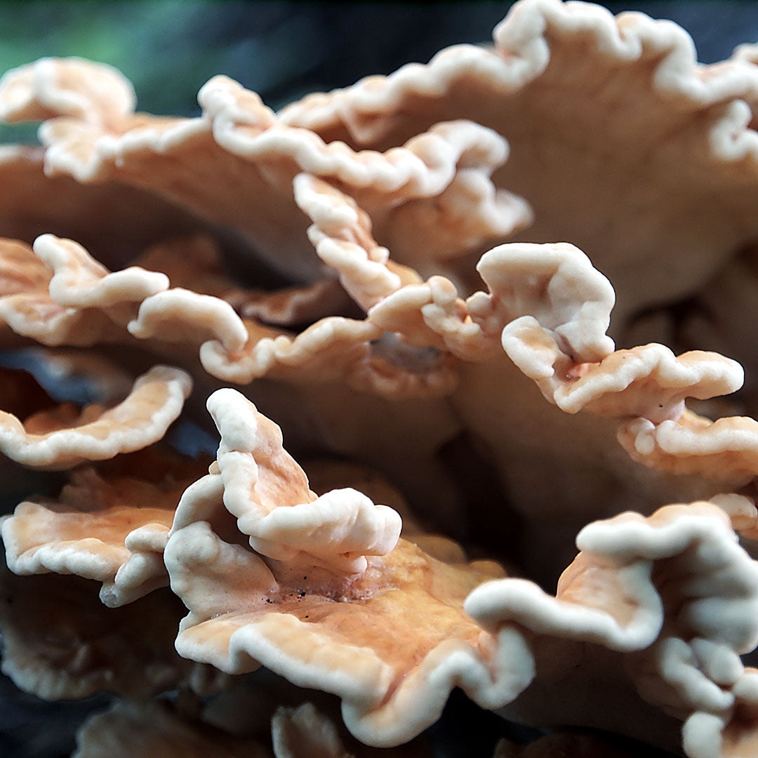 Maitake Mushroom Cellular Extract – NATIVE EXTRACTS