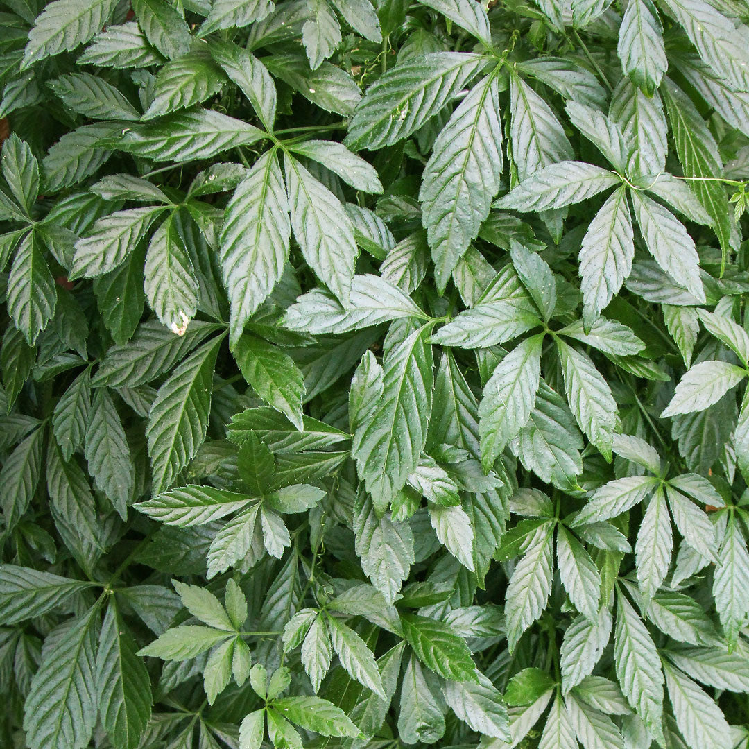 Jiaogulan Cellular Extract – NATIVE EXTRACTS