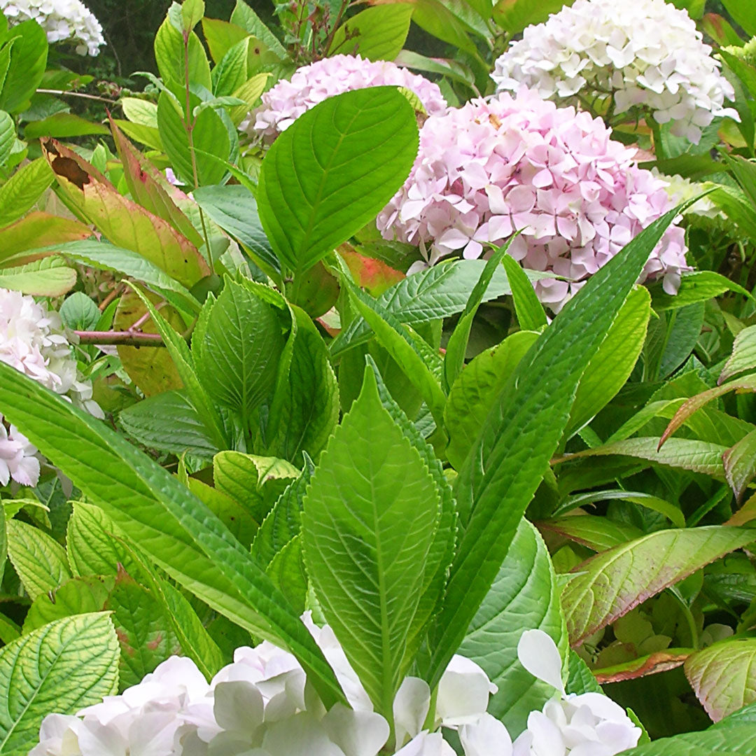 Hydrangea Cellular Extract – NATIVE EXTRACTS