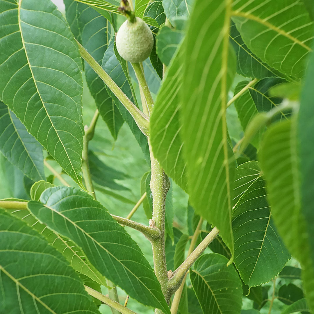 Black Walnut Leaf Cellular Extract – NATIVE EXTRACTS