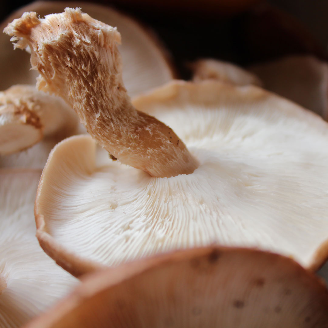 Shiitake Mushroom Cellular Extract – NATIVE EXTRACTS