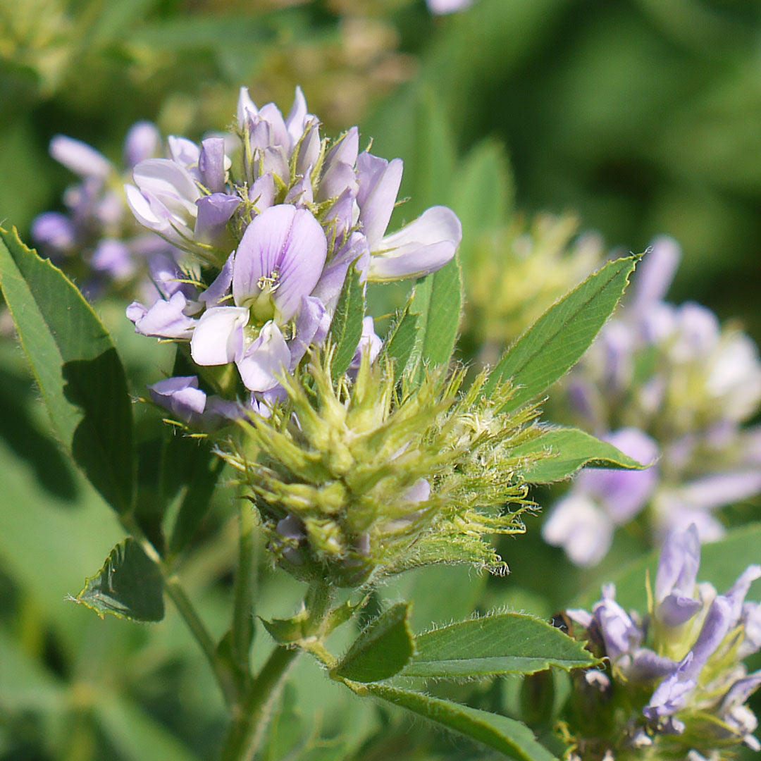 Alfalfa Cellular Extract – NATIVE EXTRACTS