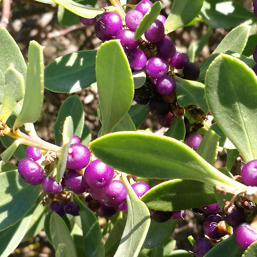 Native Juniper Cellular Extract – NATIVE EXTRACTS