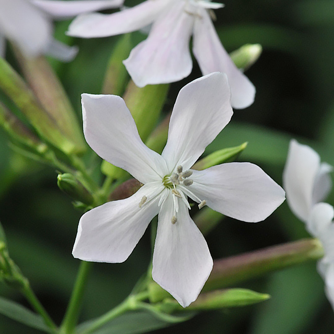 Soapwort Cellular Extract – NATIVE EXTRACTS