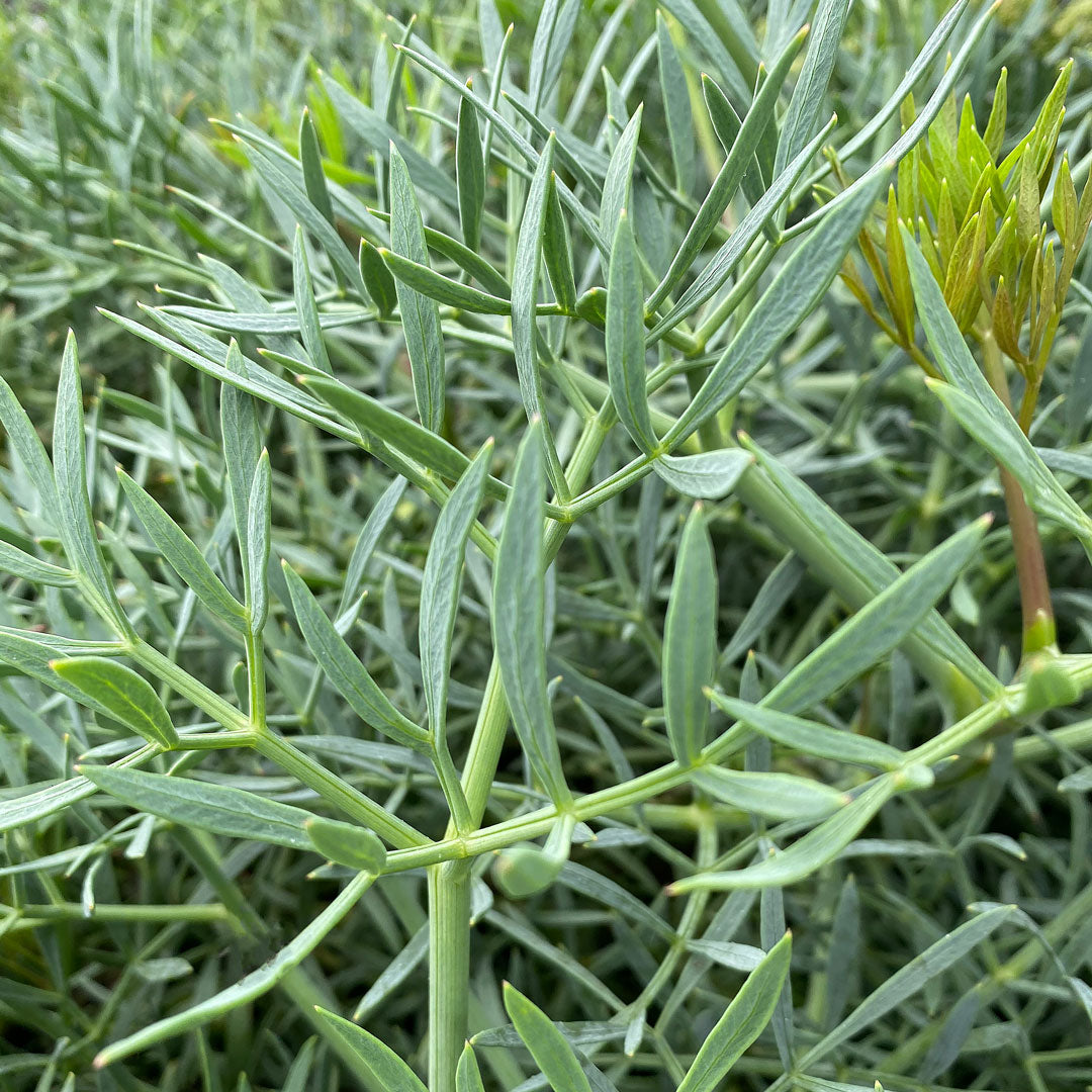Sea Fennel Cellular Extract – NATIVE EXTRACTS