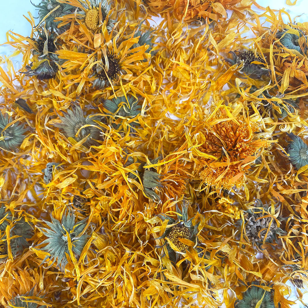 Calendula Cellular Extract – NATIVE EXTRACTS