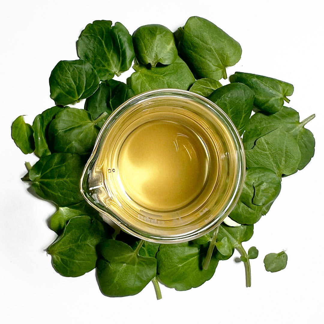 Watercress Leaf Cellular Extract – NATIVE EXTRACTS
