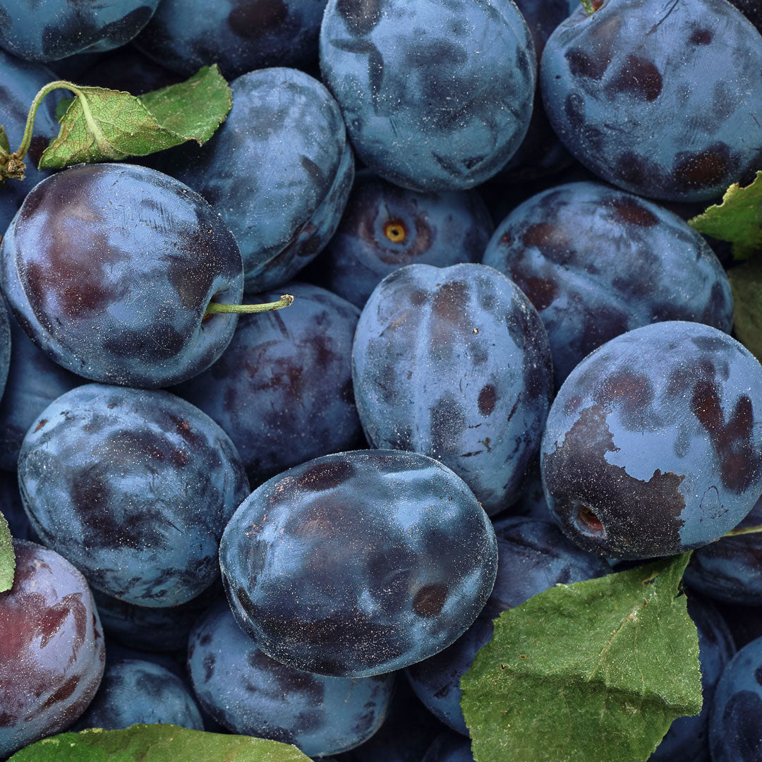 Davidson Plum Cellular Extract – NATIVE EXTRACTS