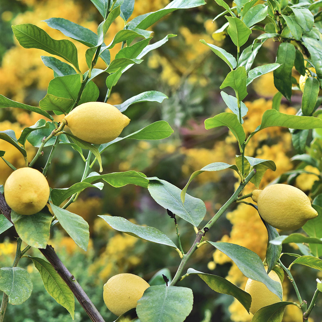 Lemon Cellular Extract – NATIVE EXTRACTS