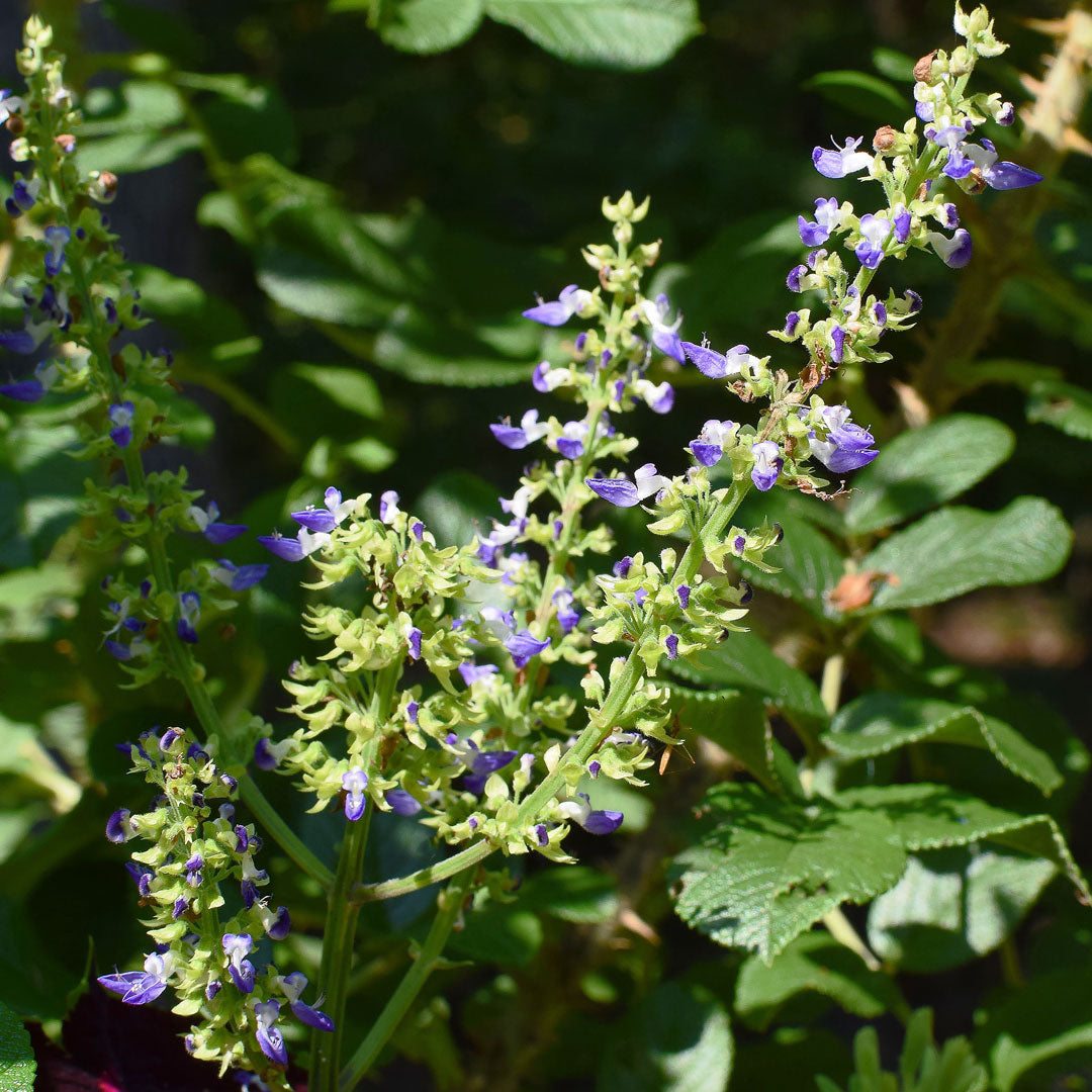 Coleus Cellular Extract – NATIVE EXTRACTS