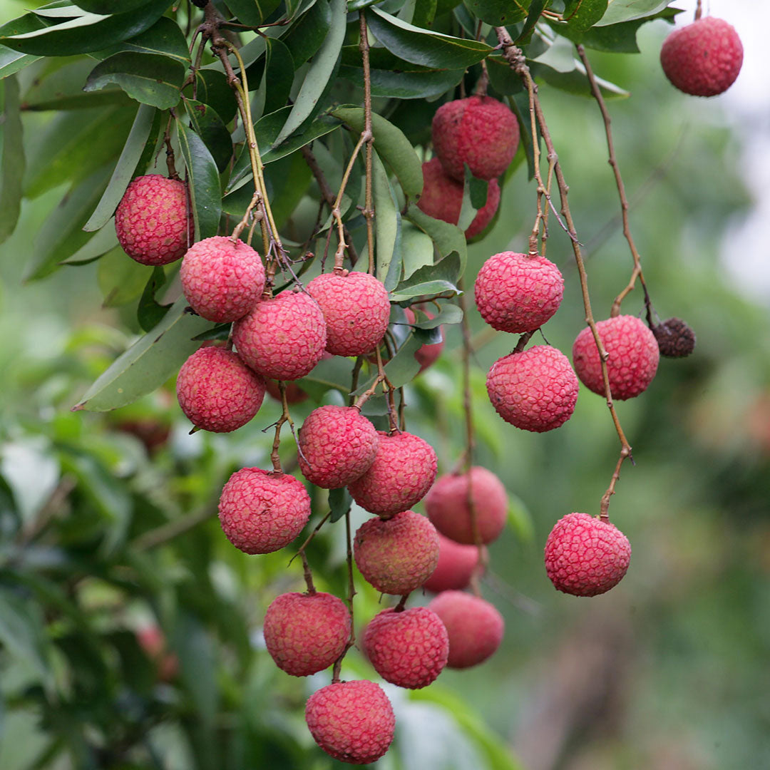 Lychee Cellular Extract – NATIVE EXTRACTS