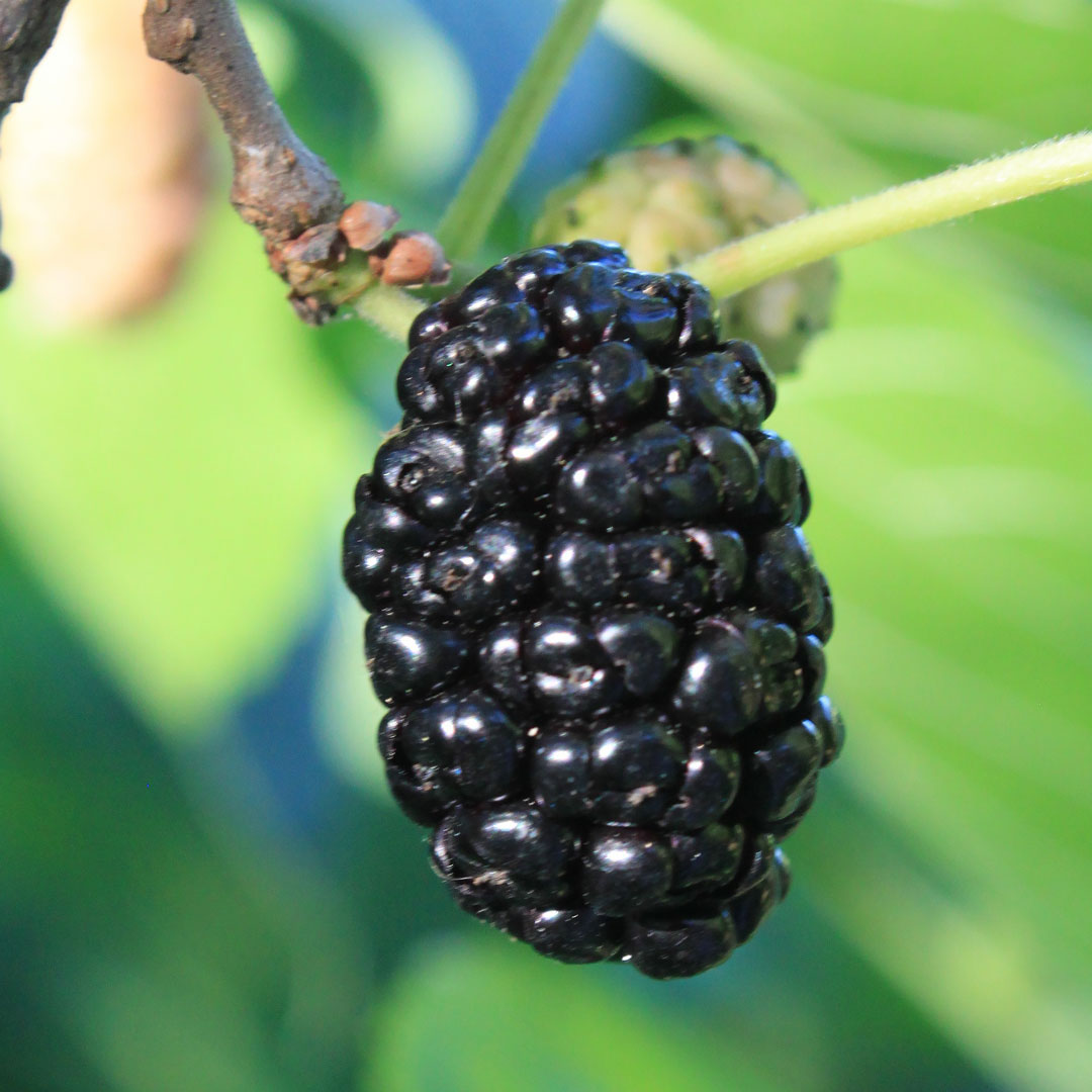 Black Mulberry Cellular Extract – NATIVE EXTRACTS