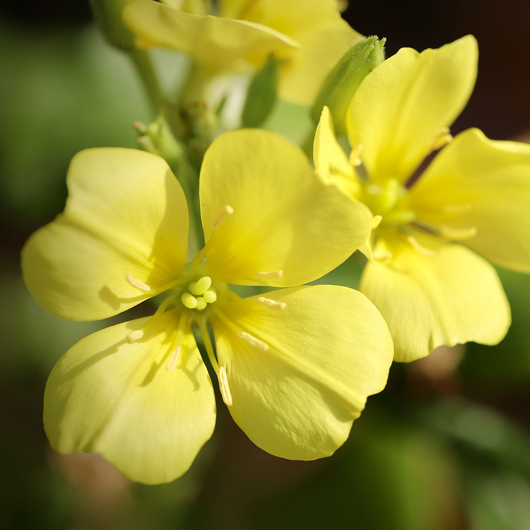 Evening Primrose Seed Cellular Extract – NATIVE EXTRACTS