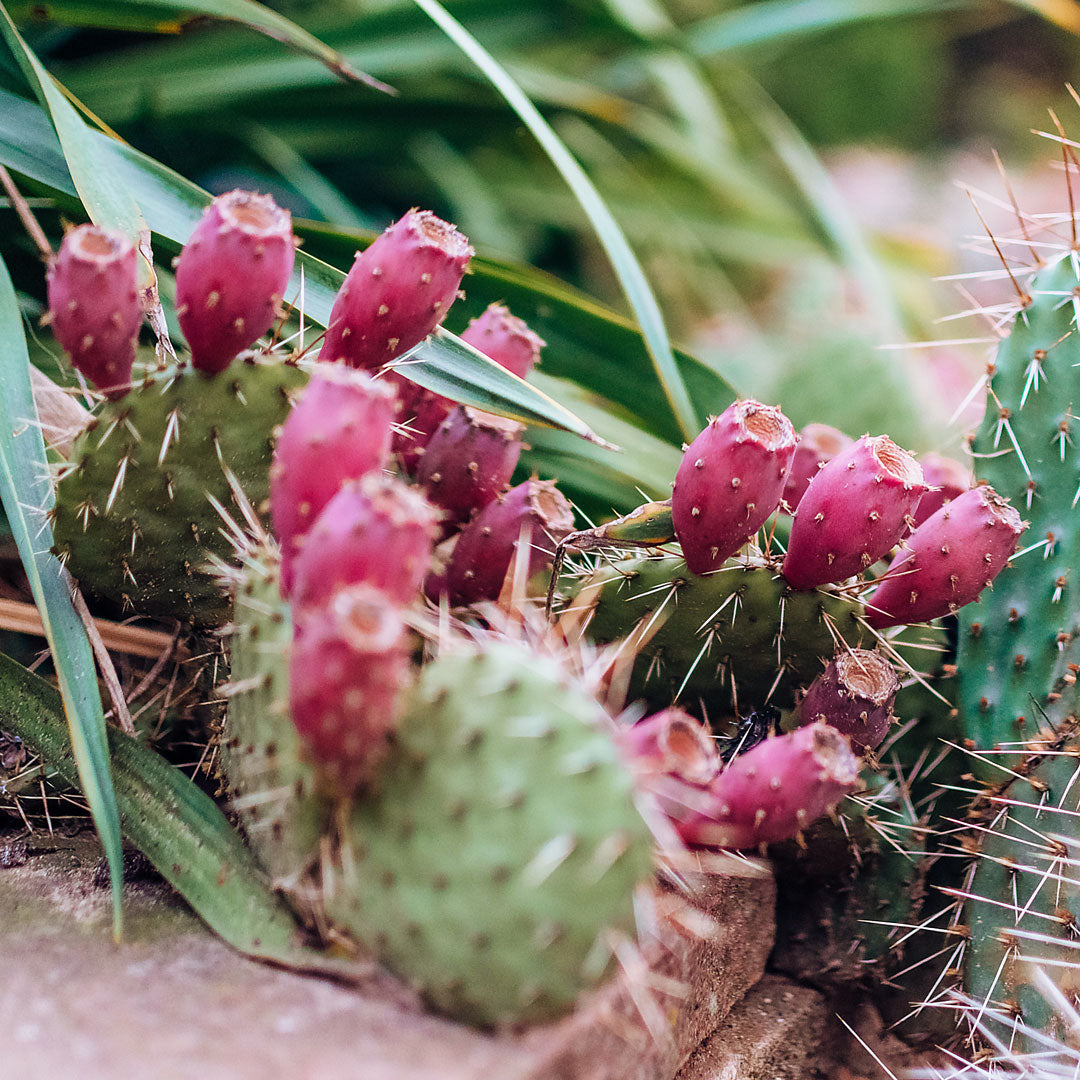 Prickly Pear Cellular Extract – NATIVE EXTRACTS