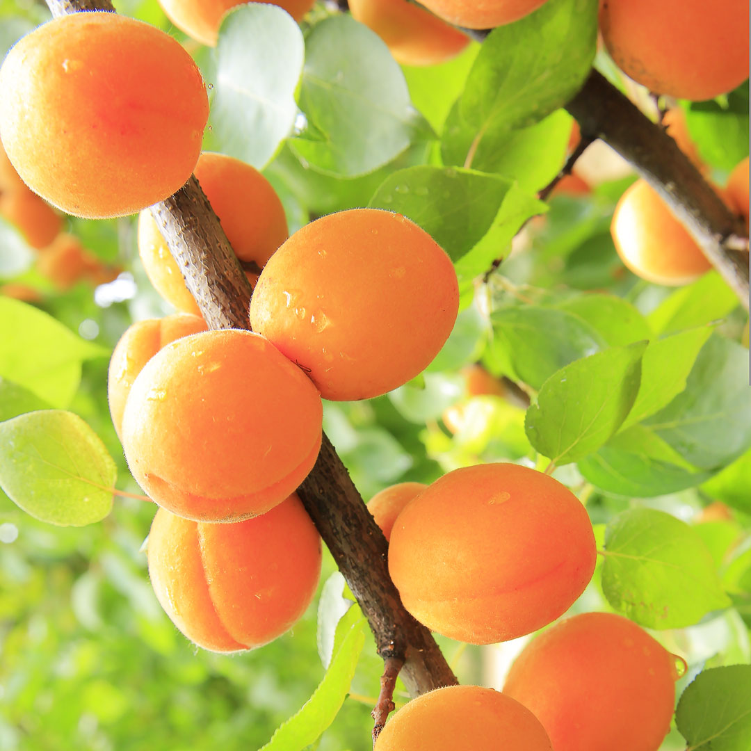 Apricot Cellular Extract – NATIVE EXTRACTS