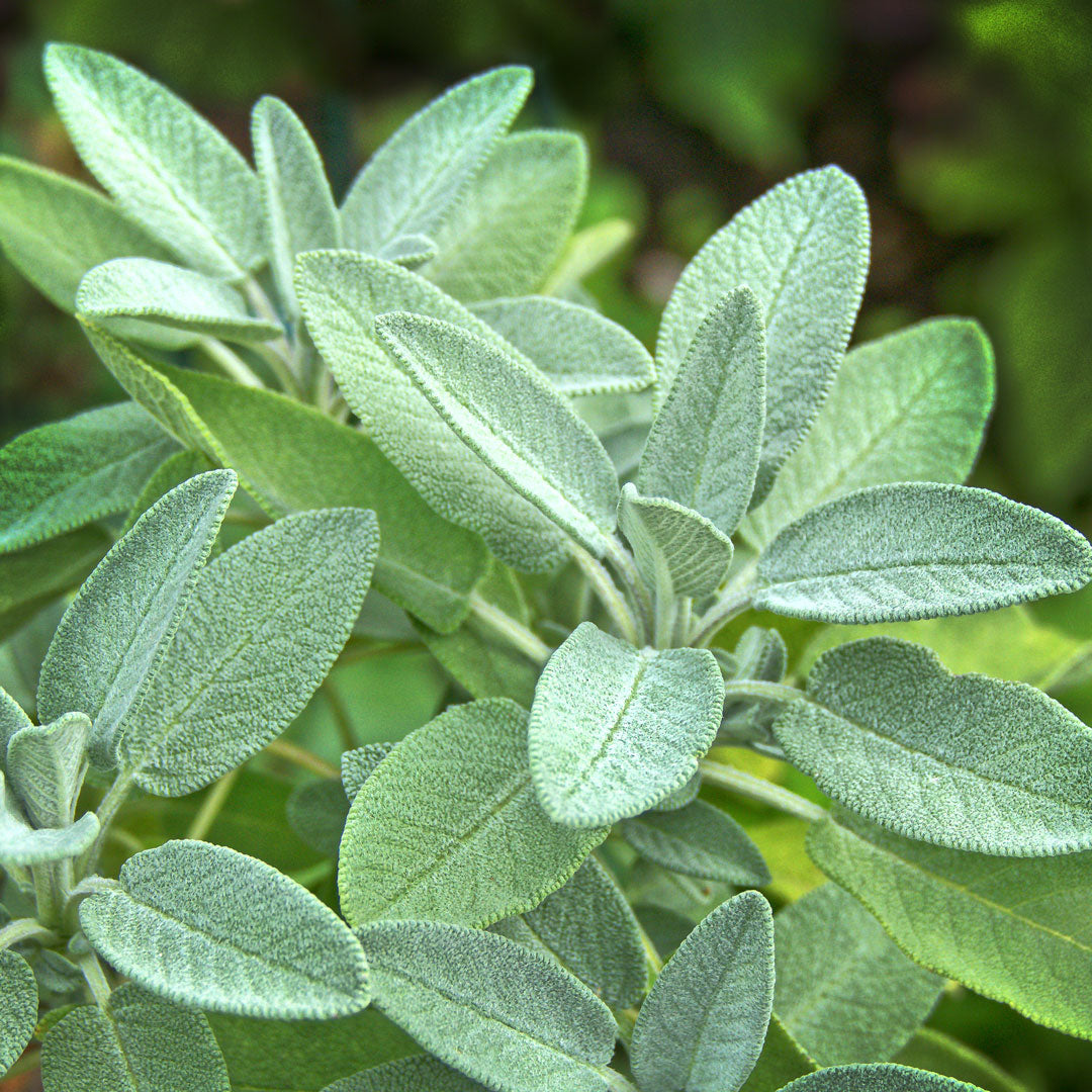 Sage Cellular Extract – NATIVE EXTRACTS