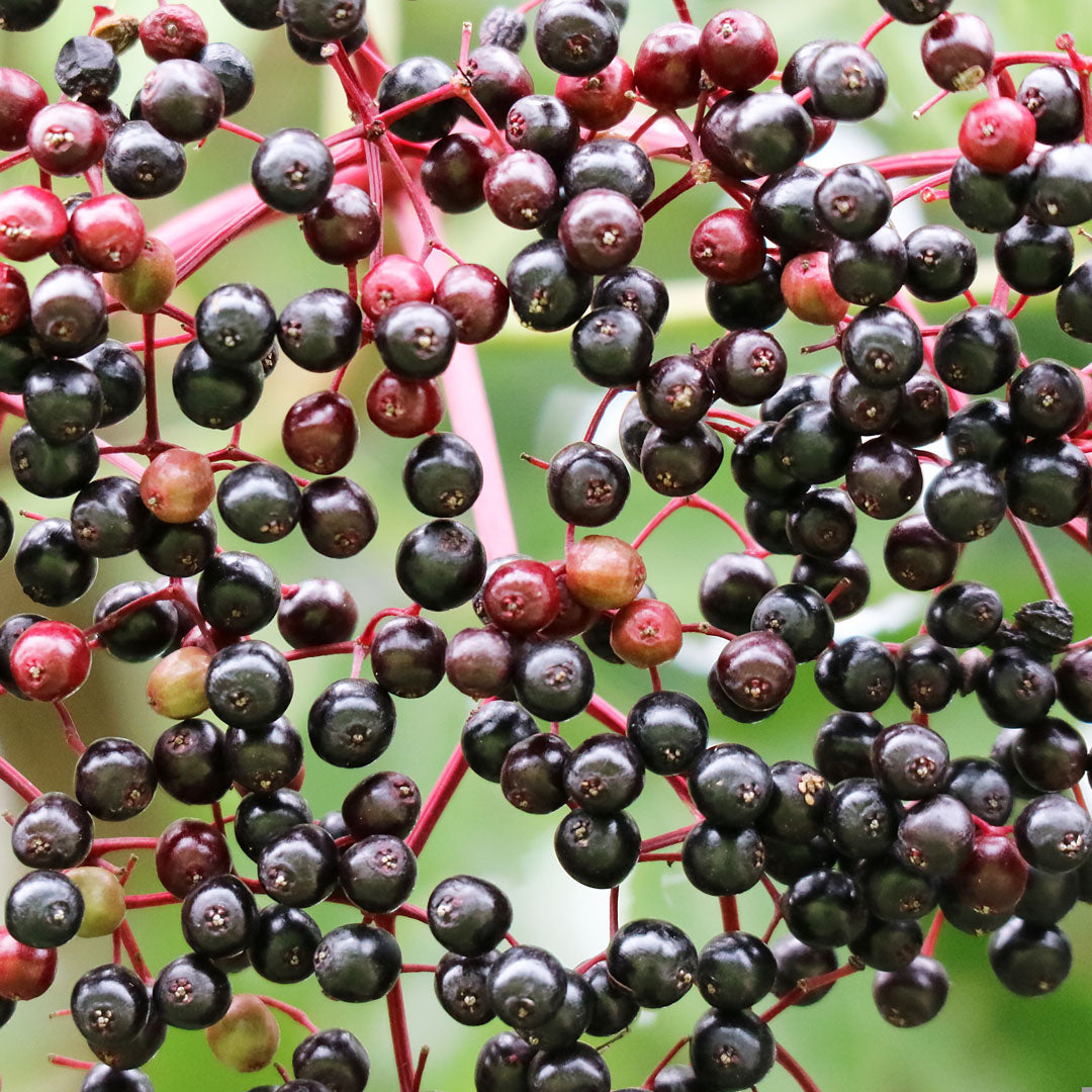 Elderberry Cellular Extract – NATIVE EXTRACTS