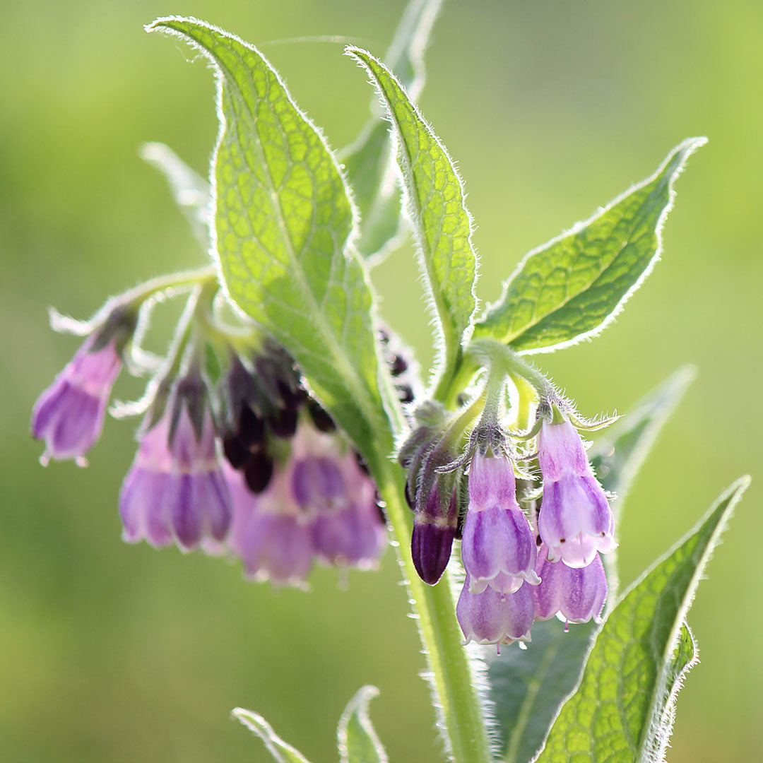 Comfrey Cellular Extract – NATIVE EXTRACTS