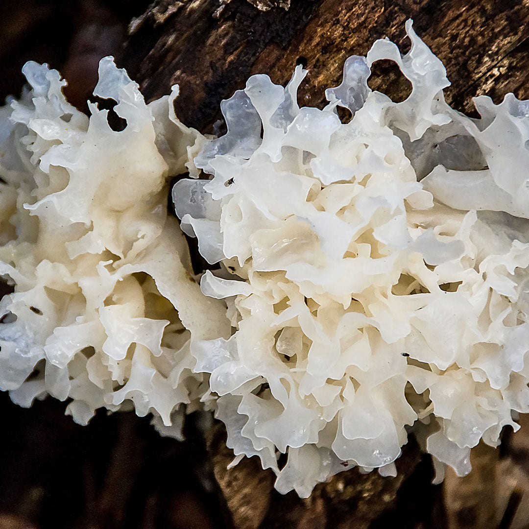 Snow Mushroom Cellular Extract – NATIVE EXTRACTS