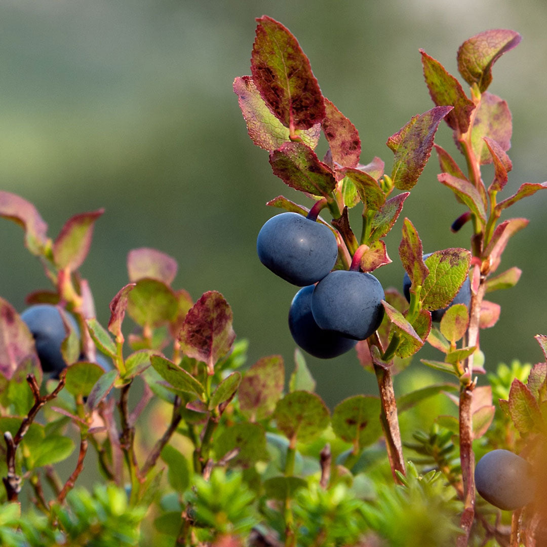 Bilberry Cellular Extract – NATIVE EXTRACTS