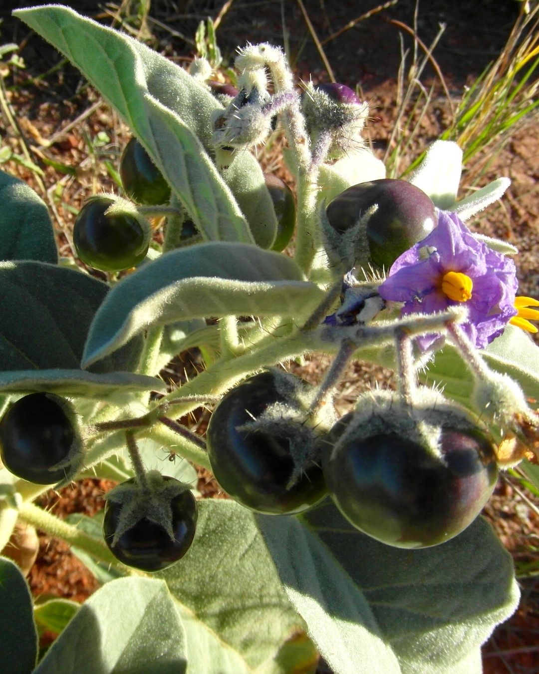 Bush Tomato Cellular Extract – NATIVE EXTRACTS