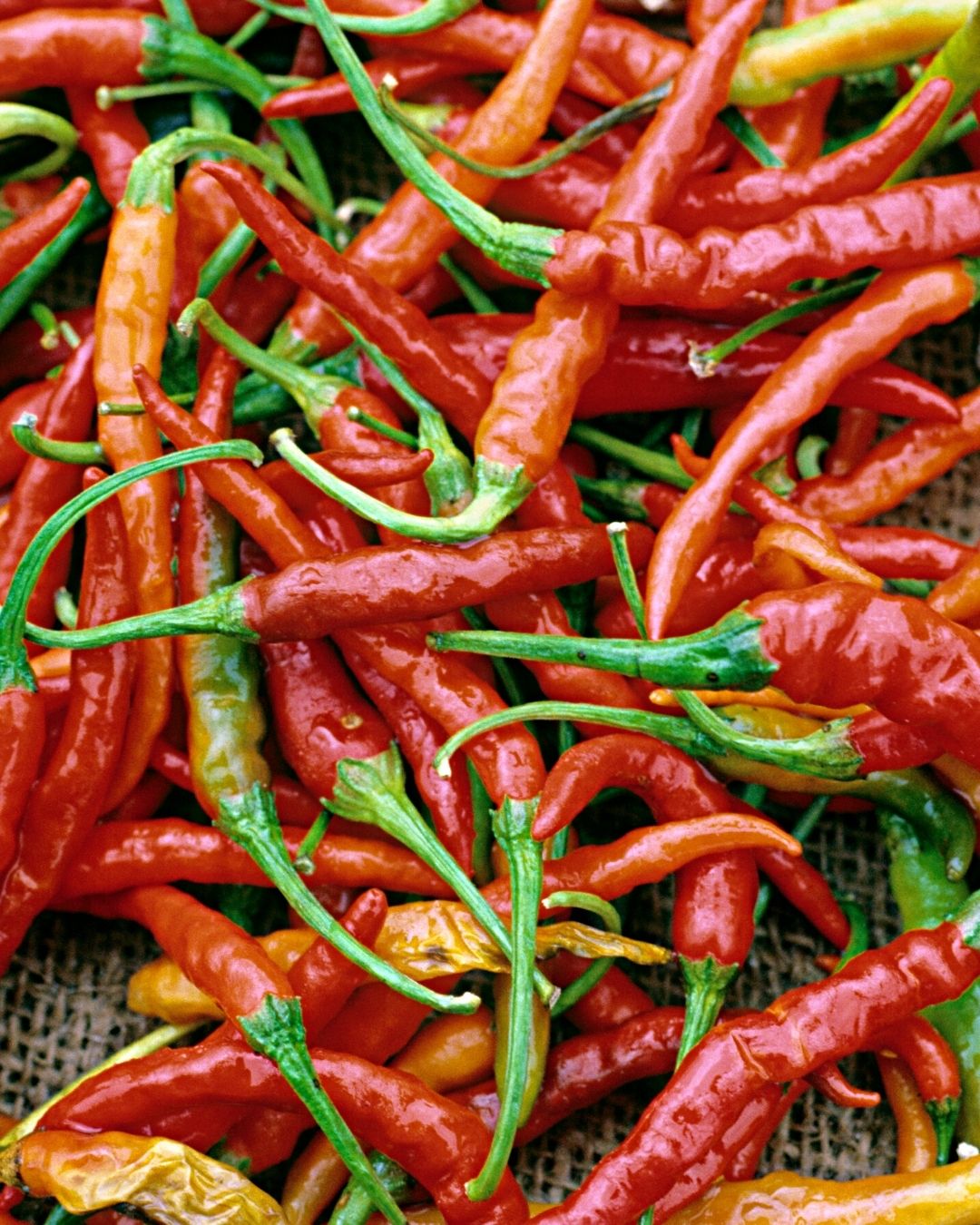 Chilli Cellular Extract – NATIVE EXTRACTS