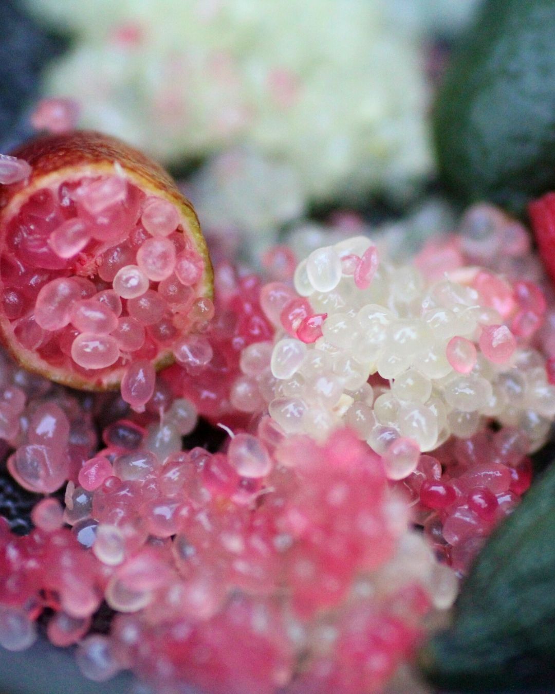 Finger Lime Caviar Cellular Extract – NATIVE EXTRACTS