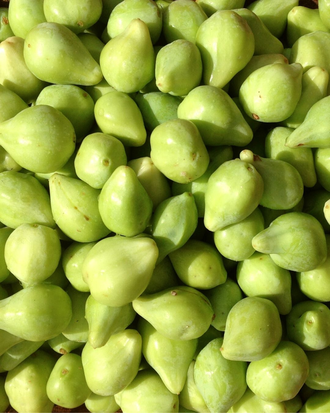 Kakadu Plum Fruit EssenXce – NATIVE EXTRACTS