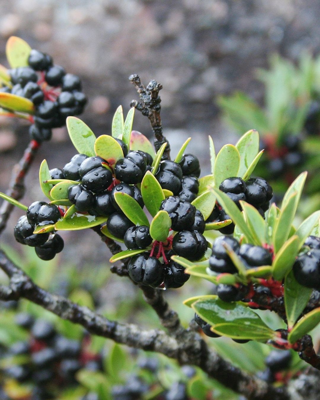 Inflammaging – NATIVE EXTRACTS