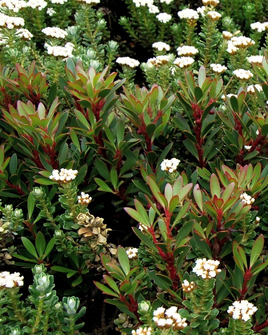 Mountain Pepper Leaf Cellular Extract – NATIVE EXTRACTS