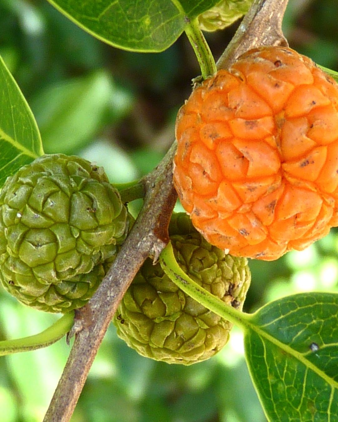 Native Orange Pearl Cellular Extract – NATIVE EXTRACTS