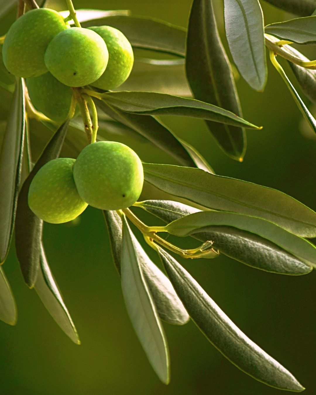 Olive Leaf Cellular Extract – NATIVE EXTRACTS