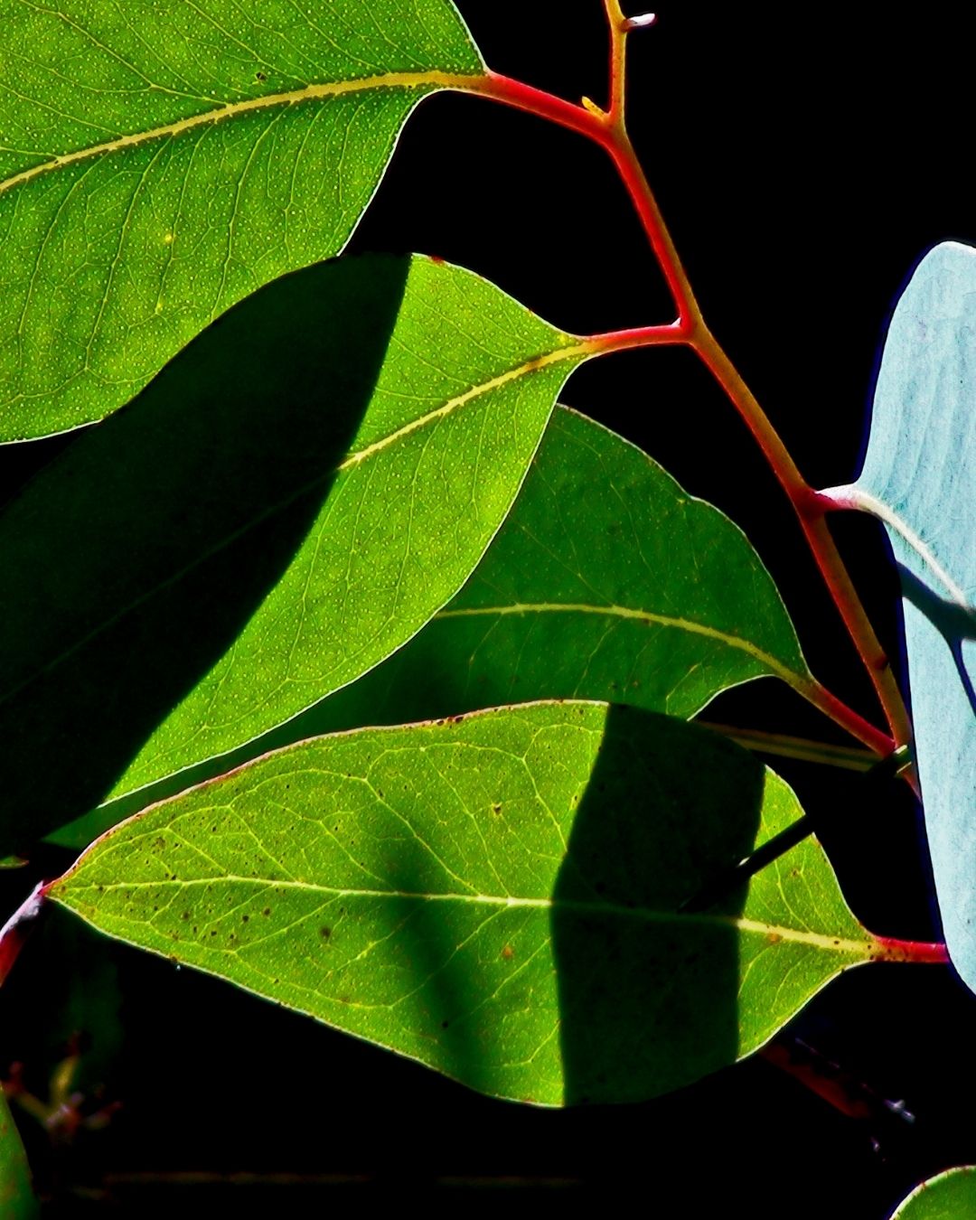 Strawberry Gum Cellular Extract – NATIVE EXTRACTS