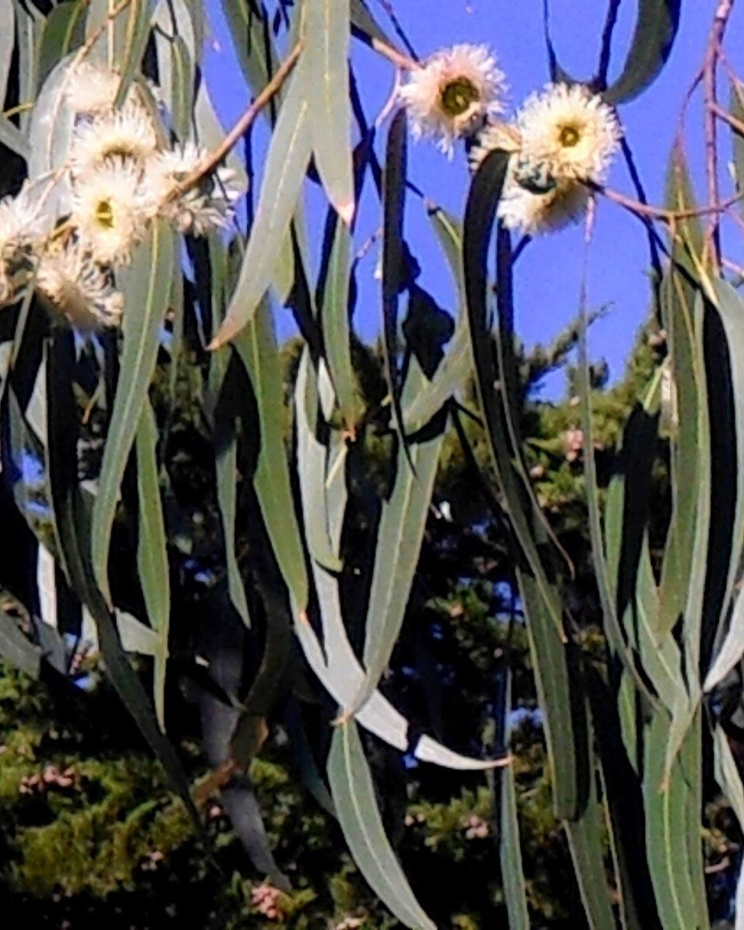 Tasmanian Blue Gum Cellular Extract – NATIVE EXTRACTS