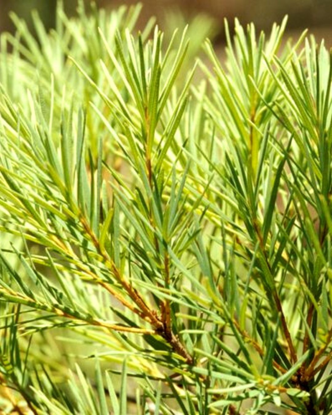 Tea Tree Cellular Extract – NATIVE EXTRACTS