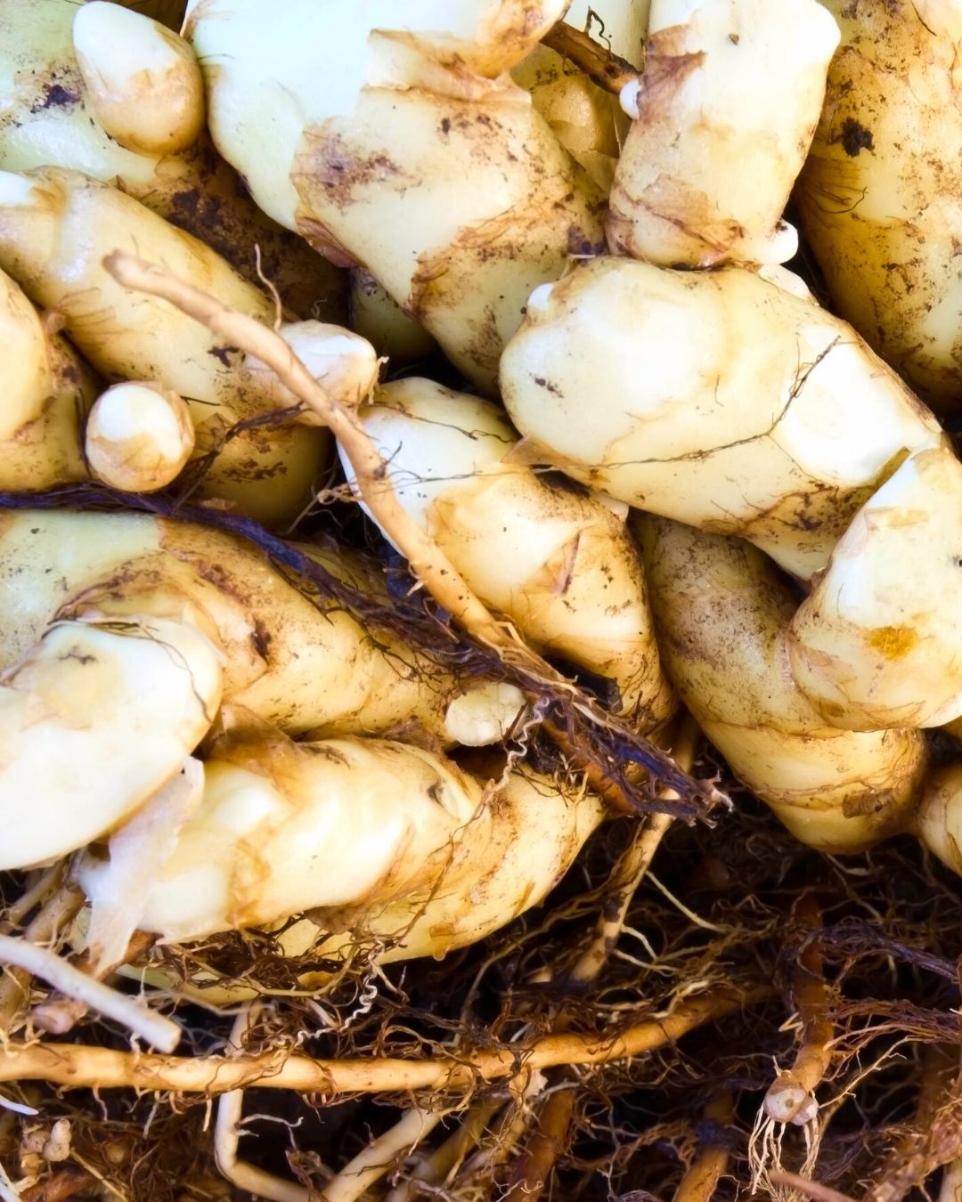 White Turmeric Burlap & Barrel: New Harvest Turmeric – White Horse